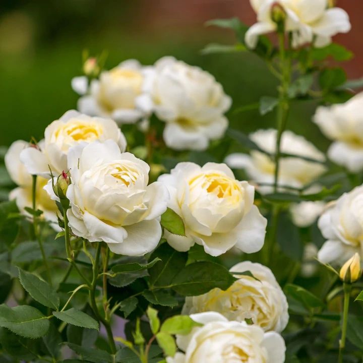 Own-Root Garden Roses