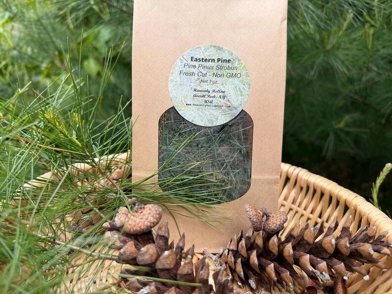 Organic Fresh Eastern Pine, White Pine Fresh Cut, Pine Needles Fresh ...
