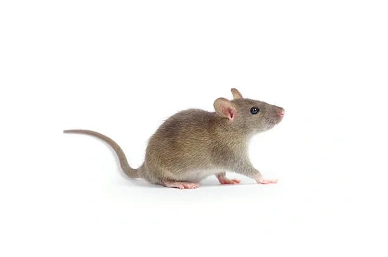 Top Exterminators Near Me - HomeShield Pest Solutions