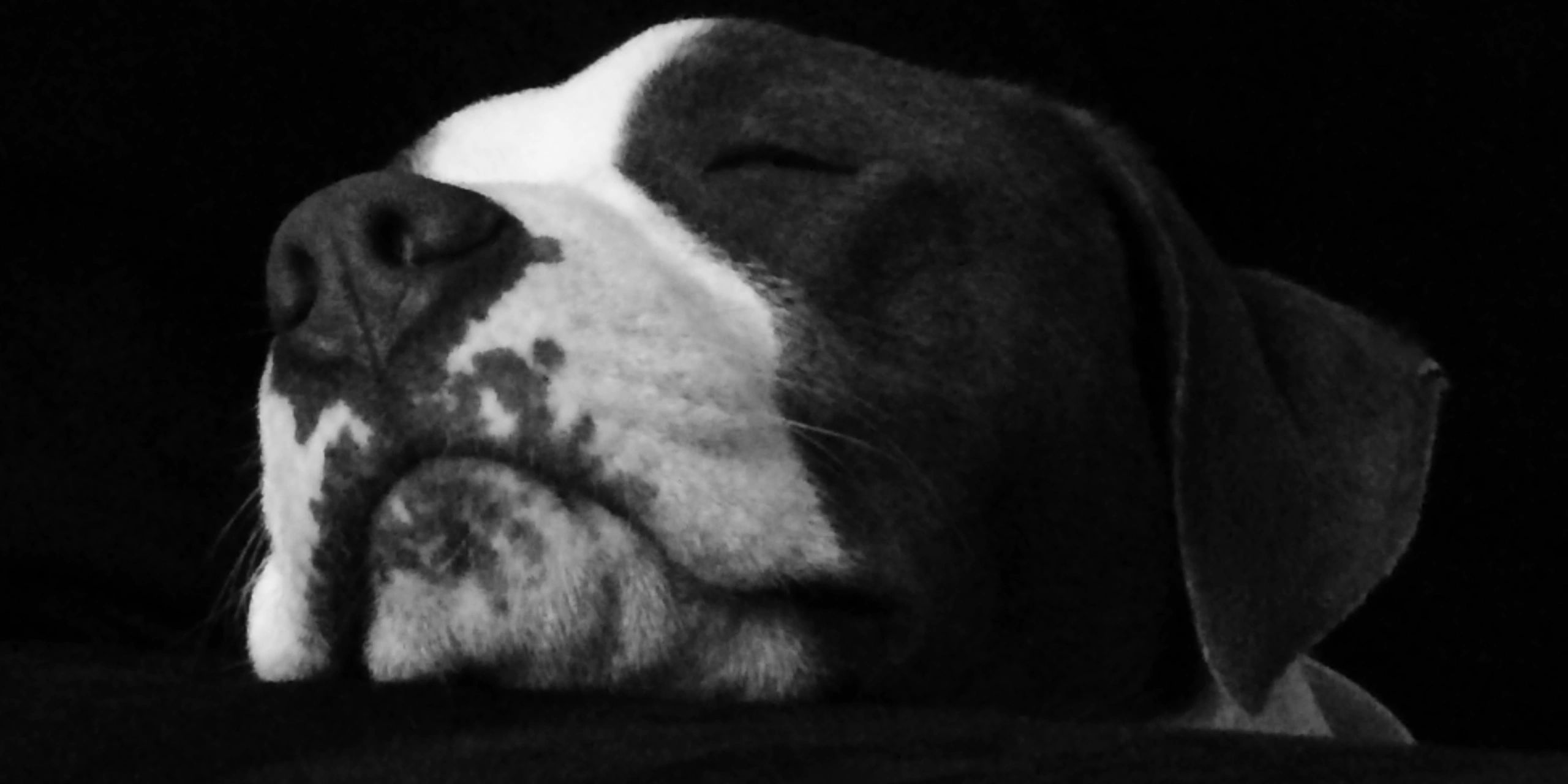 Symbiotic Inc. - Animal Rescue, Dog Adoption and Cat Adoption