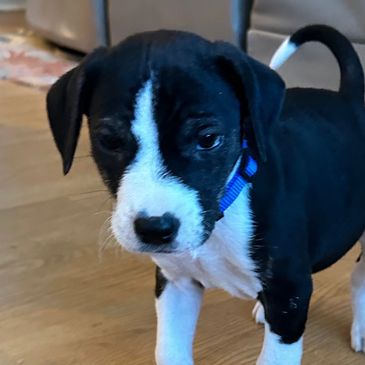 Up for Adoption | Meowdog Animal Rescue