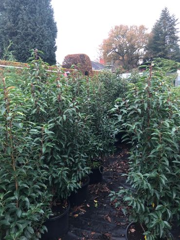 Gallery | Cain Nursery