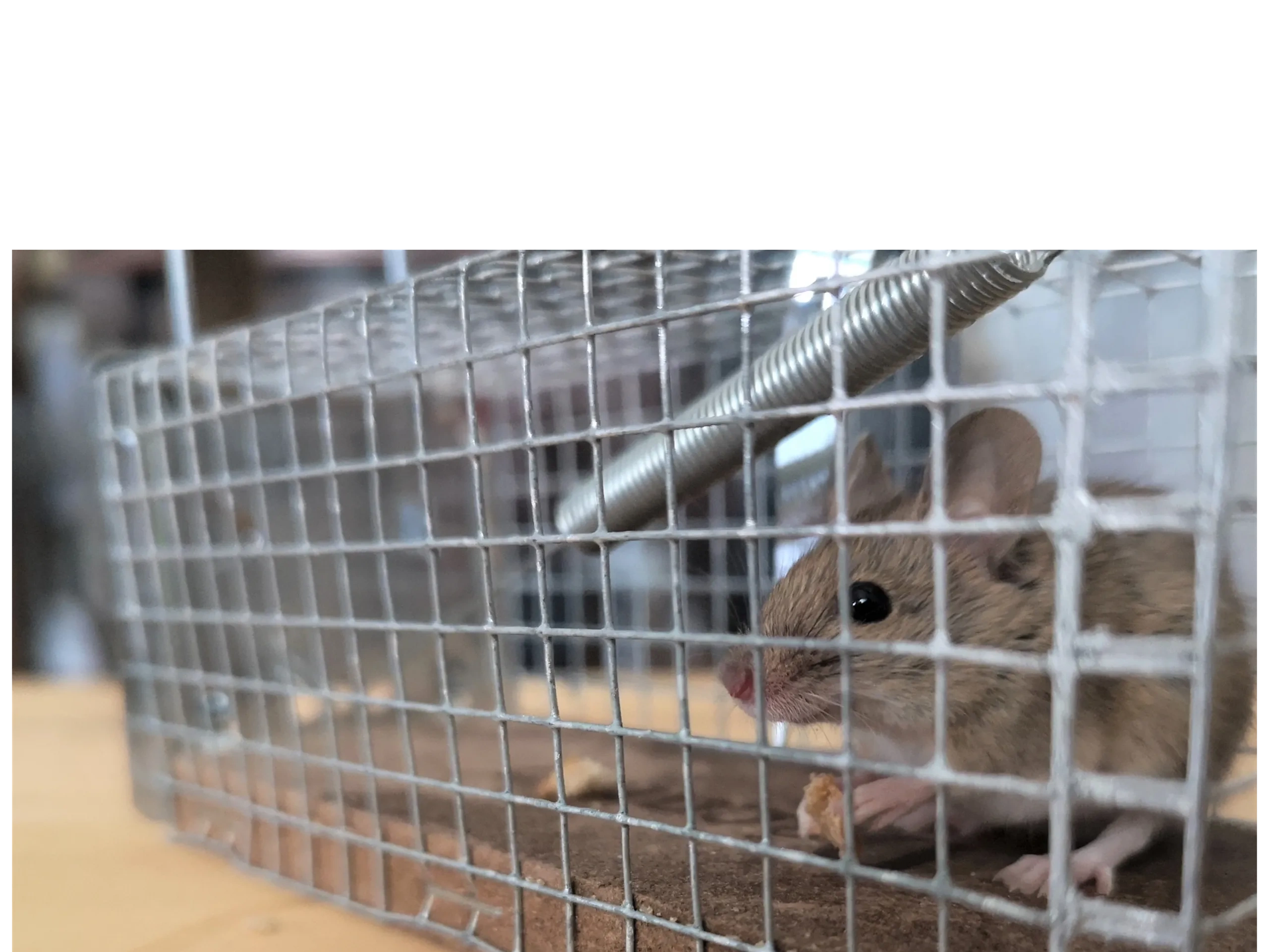 Cranbrook Pest Control & Wildlife Removal | Critters B Gone