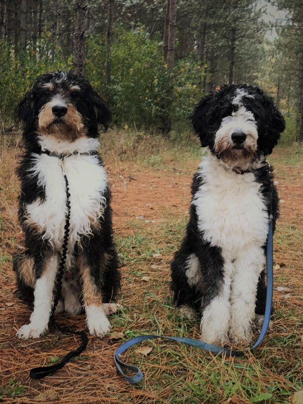 Home [graniteridgebernedoodles.com]