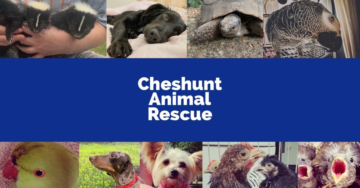 Animals needing homes