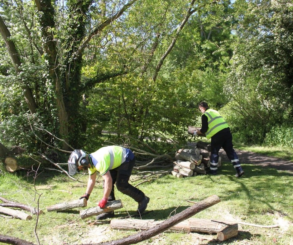 Tree Maintenance in the Park