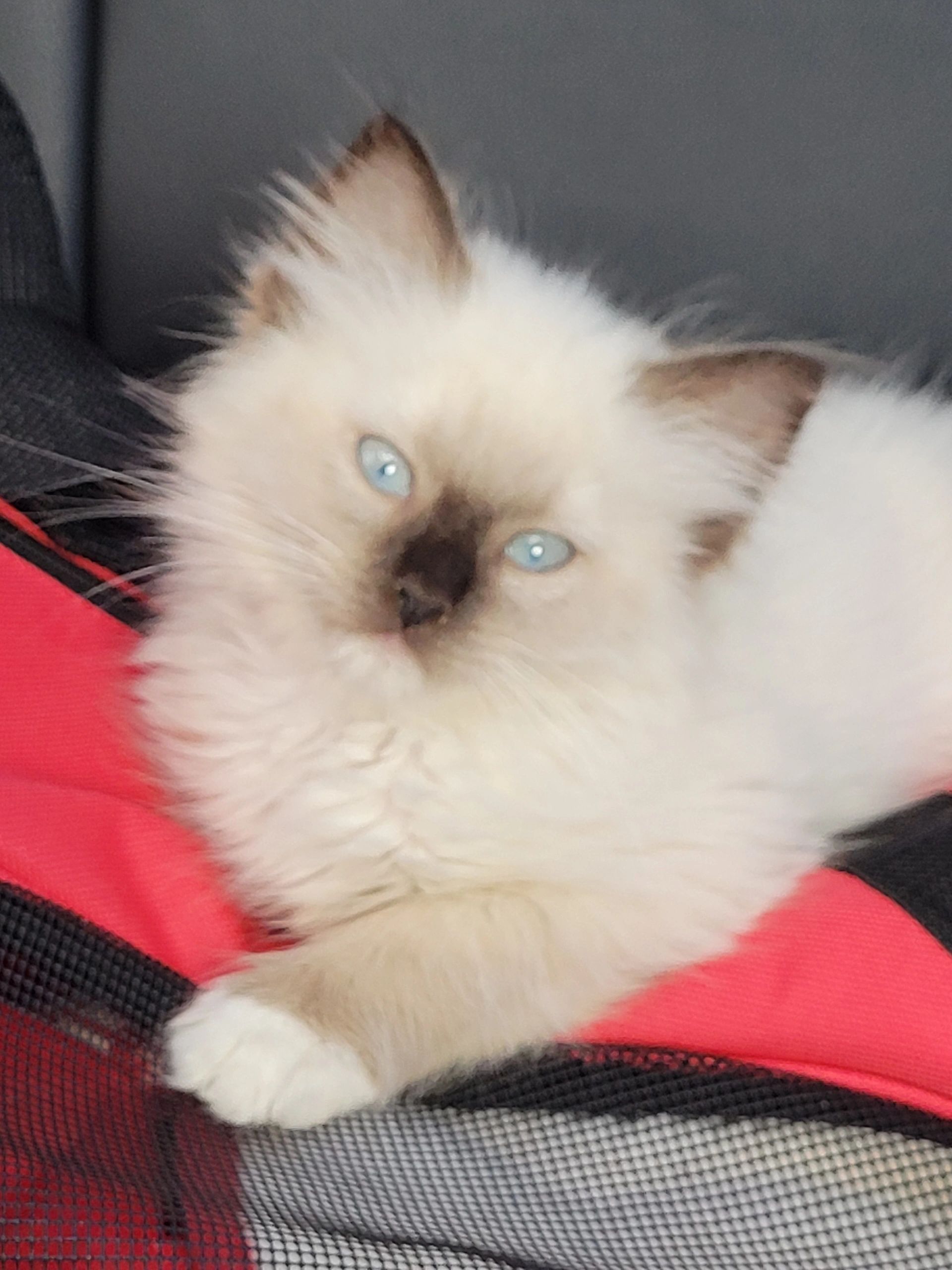 Island Ragdoll Kittens - Home