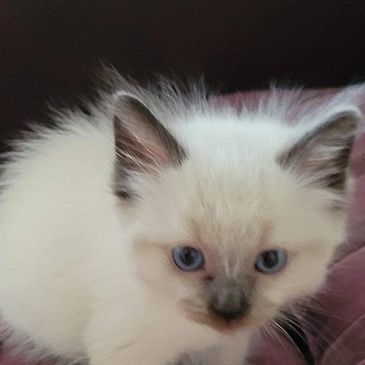 Island Ragdoll Kittens - Home