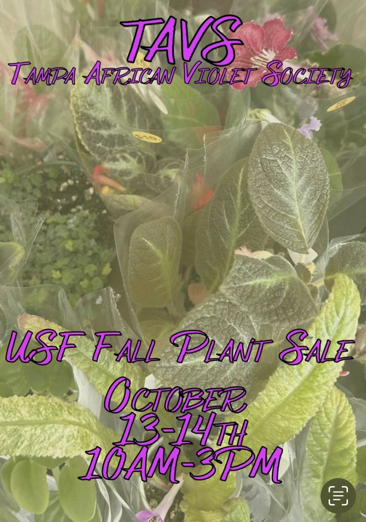 African Violets, Flowers - Tampa African Violets - Tampa, Florida