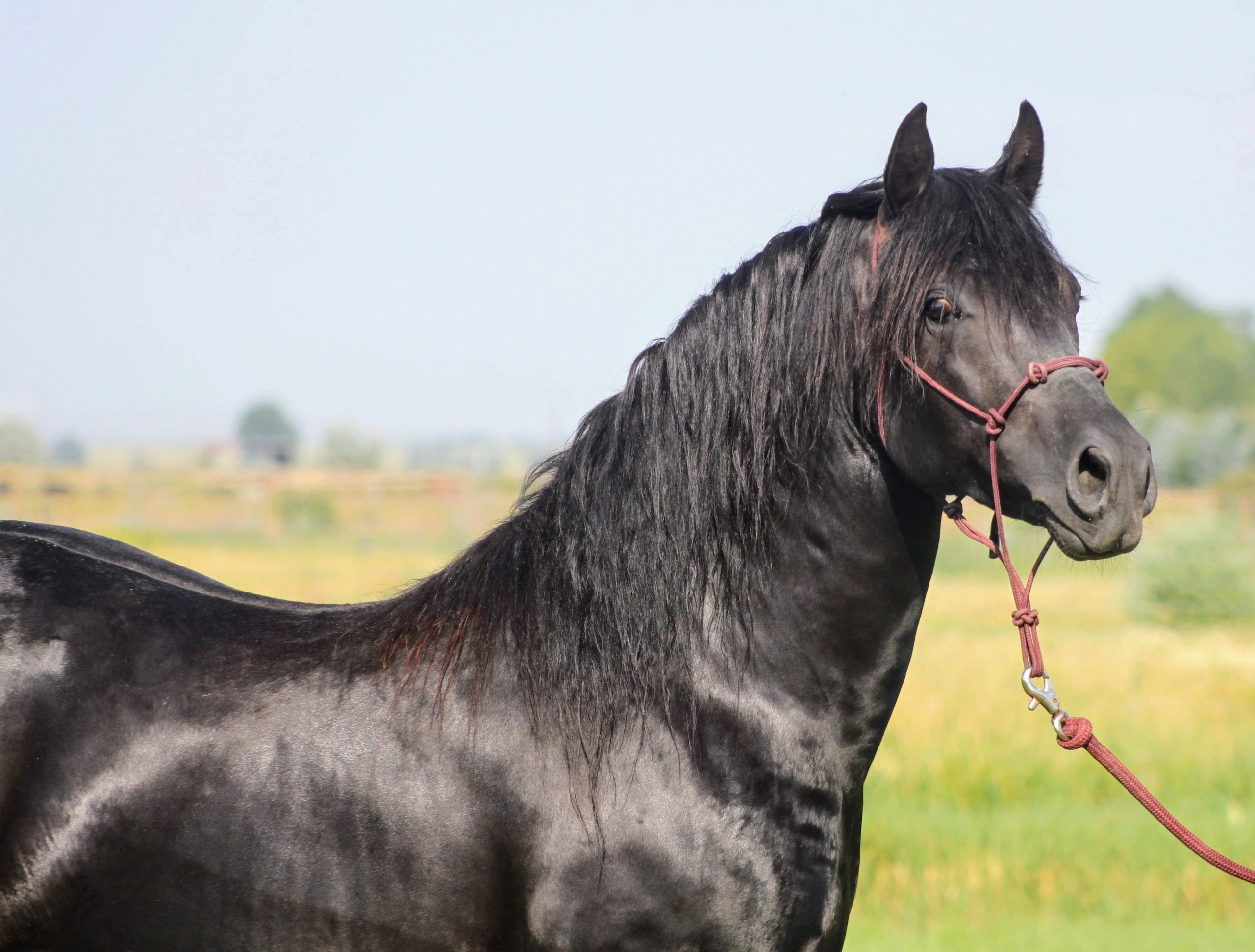 Stallions