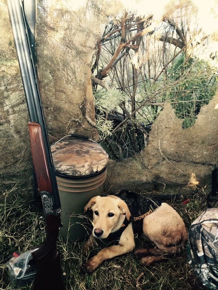 D-I-Y Sandhill Crane Hunting: Part 5 (Guns, Calls, and Comforts)