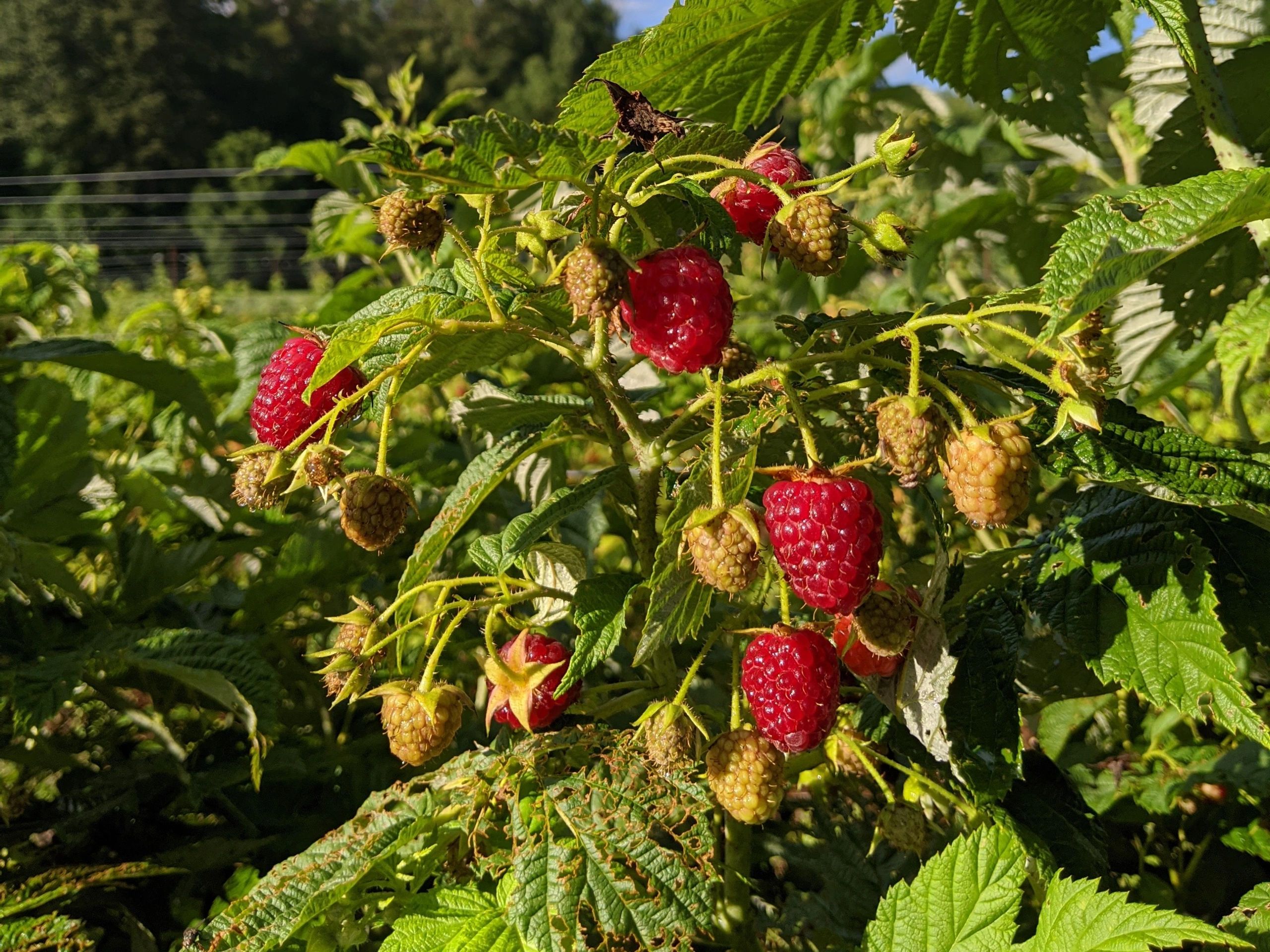 Raspberry Fields - Home