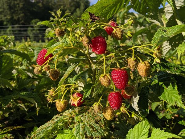 Raspberry Fields - Home