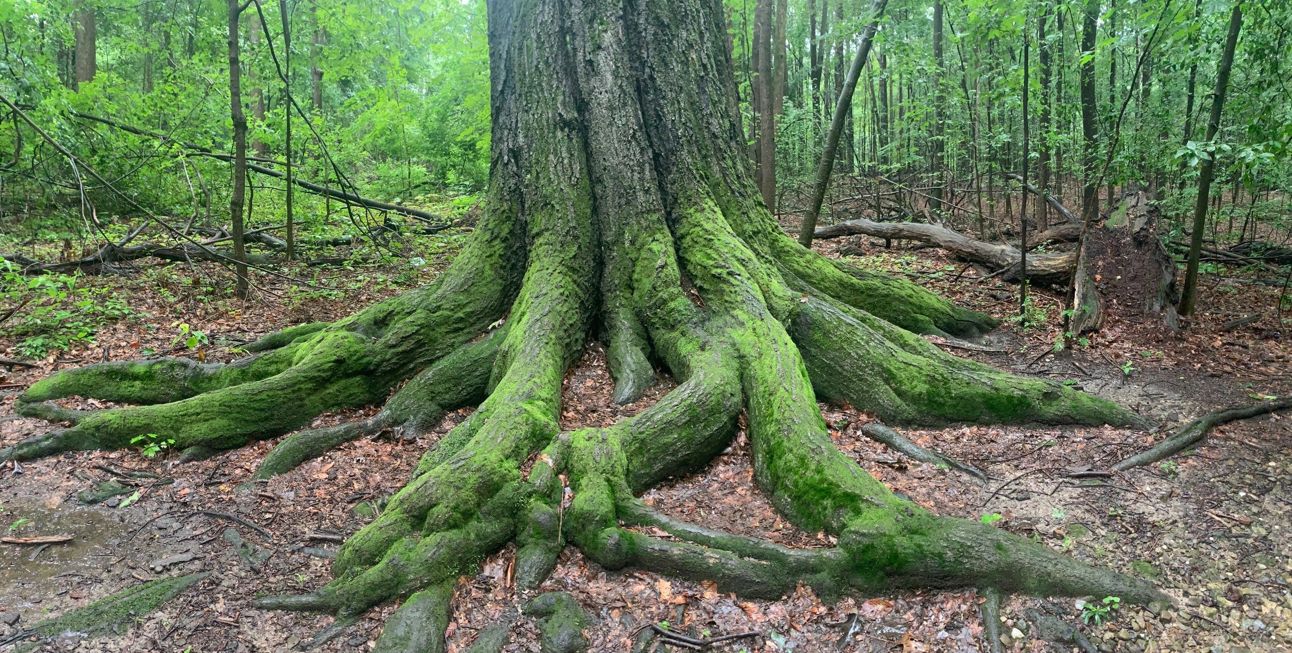 Inner Nature Discovery