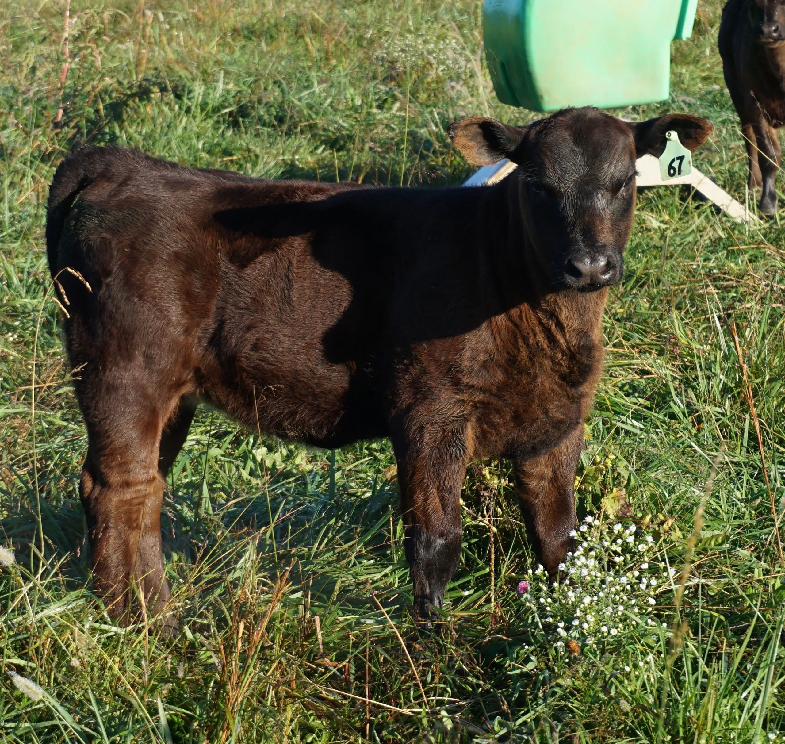 McGinn Angus - Registered Angus, Black Angus