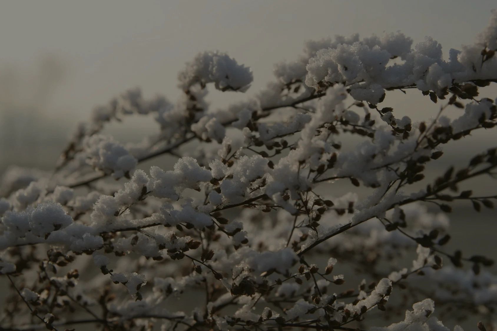 Home [thebreathingtree.com]