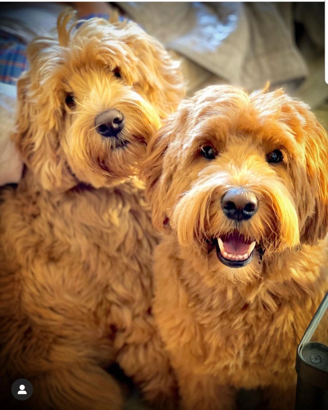 Pandoradoodles - Goldendoodle Breeder, Puppies, Goldendoodle