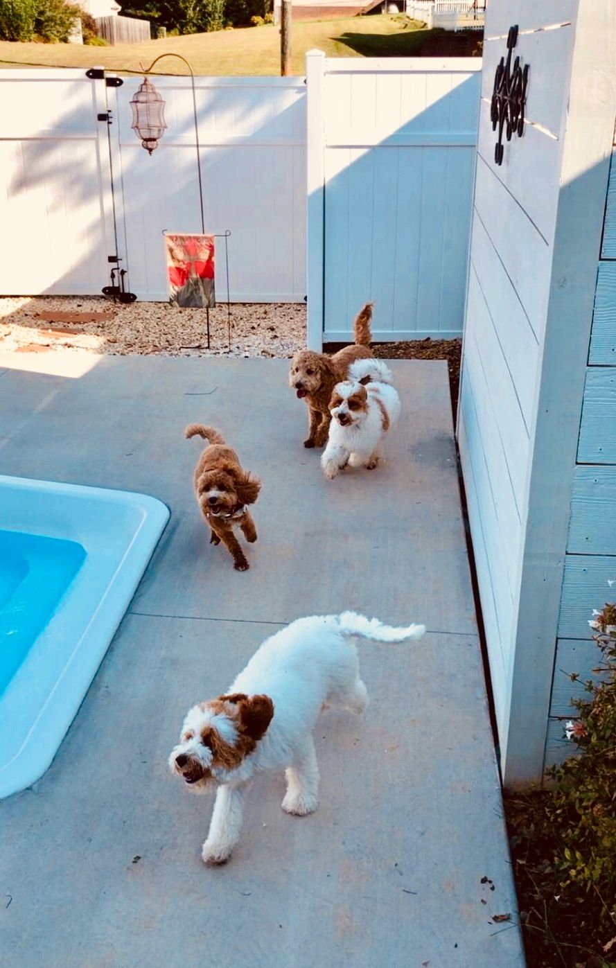 Pandoradoodles - Goldendoodles, Indiana