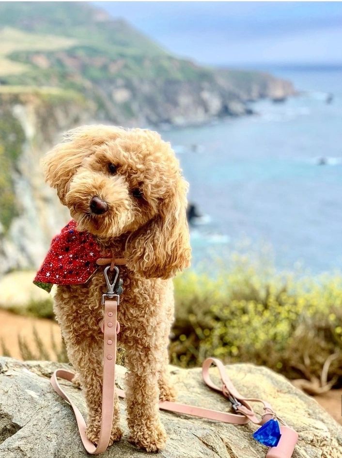 Pandoradoodles - Goldendoodles, Indiana