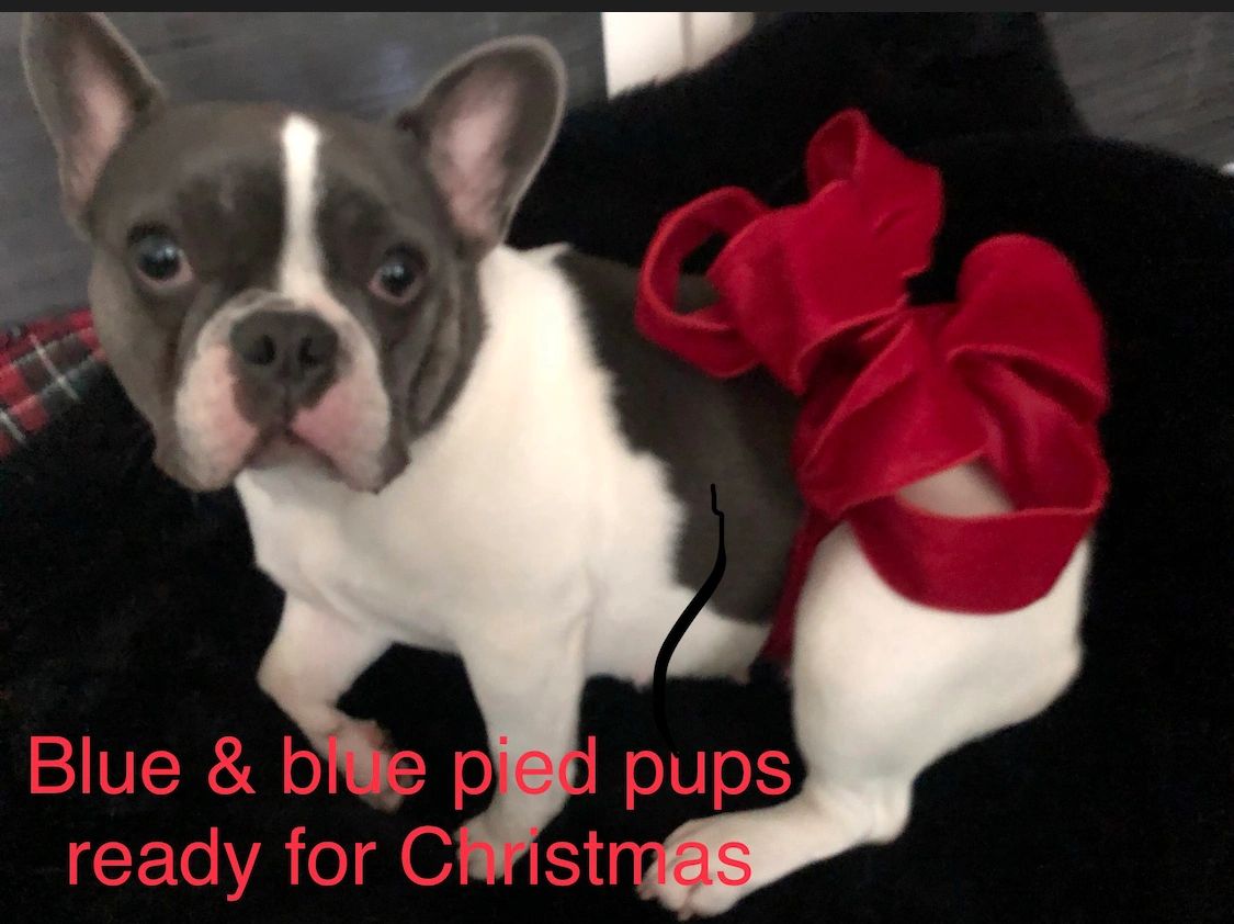 puppies coming soon