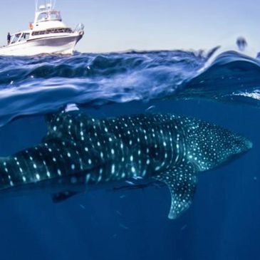 Whale Shark Vip | Whale Shark Adventures