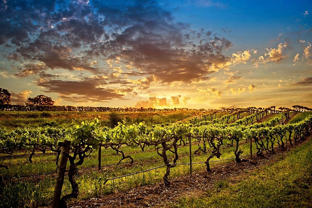 Buy Australian wines in the UK