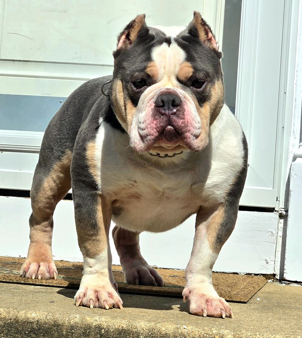 photo gallery | Baltimore Bred Bullies, LLC.