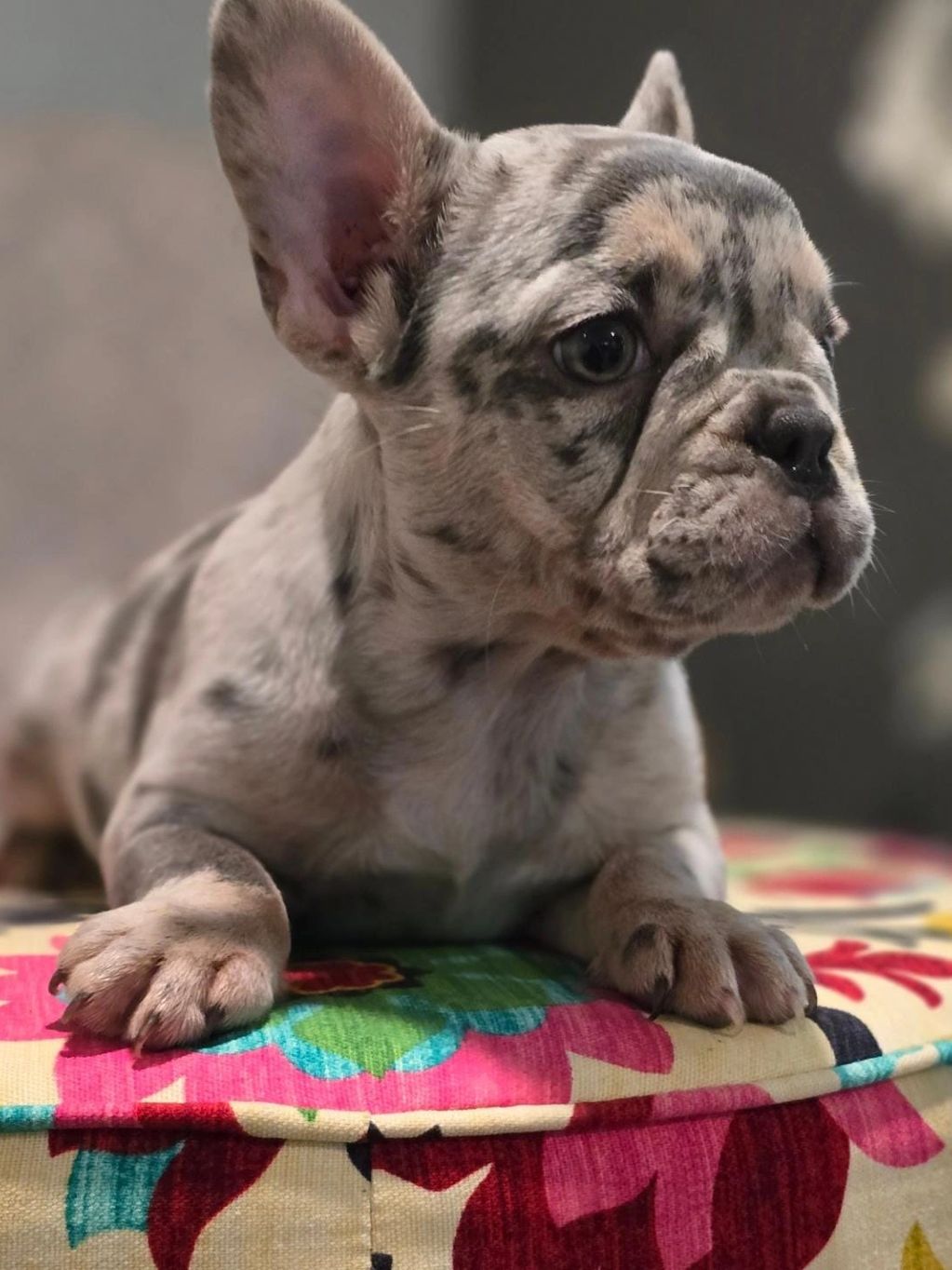 photo gallery | Baltimore Bred Bullies, LLC.