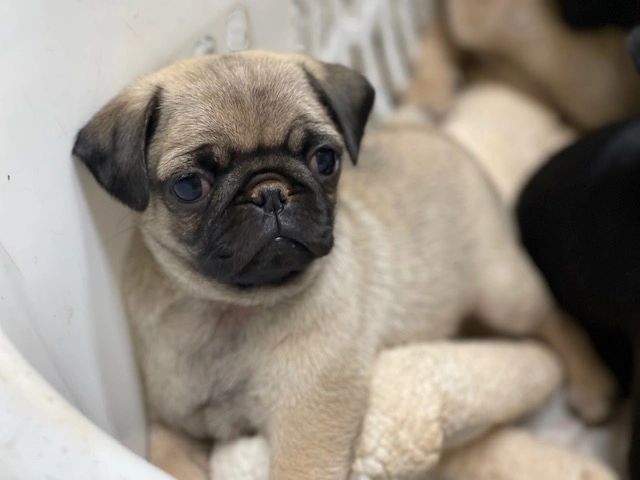 Ohana Pugs, LLC - Pug Puppy for Sale