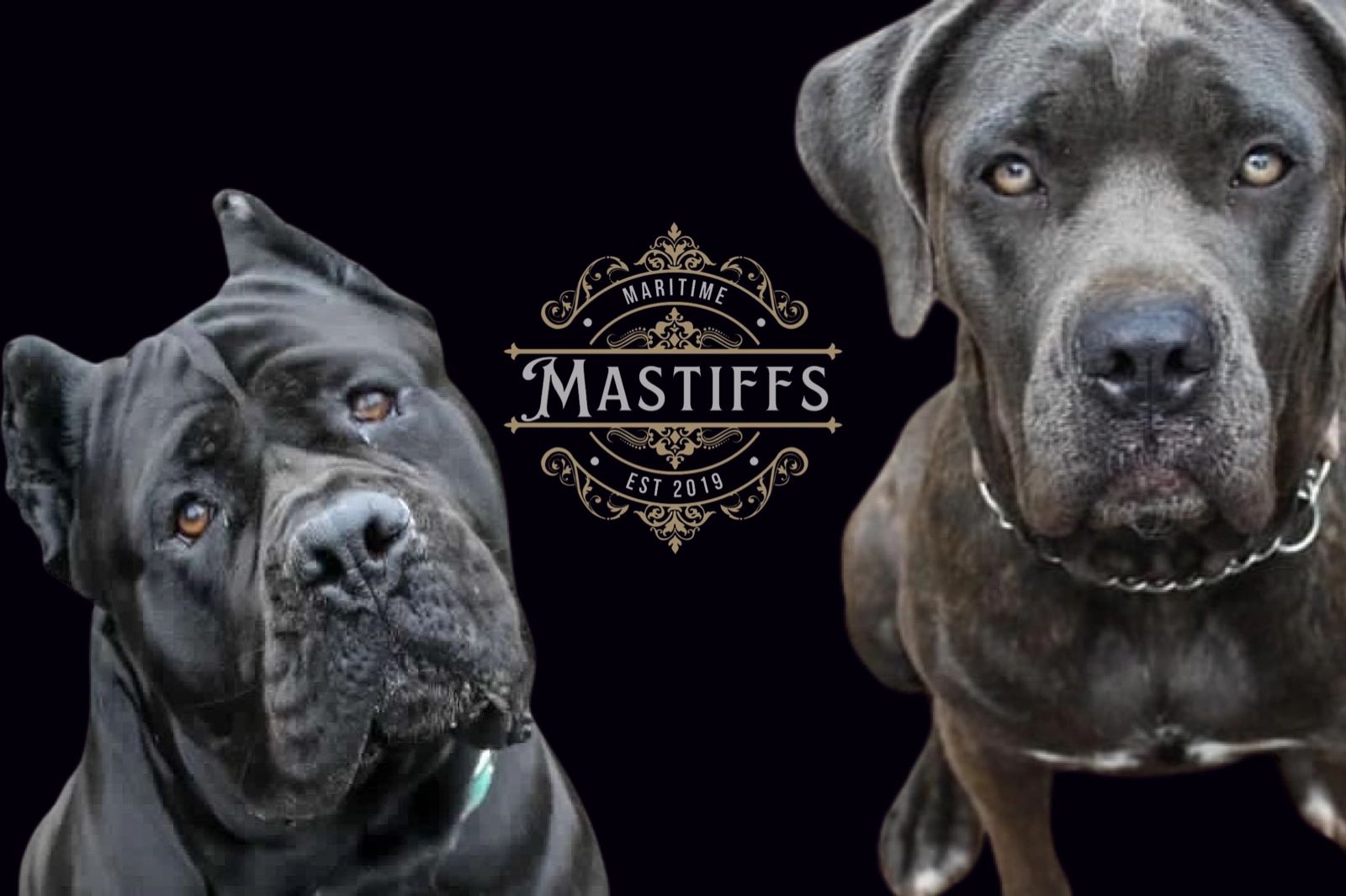 English & Italian Mastiffs - Maritime Mastiffs