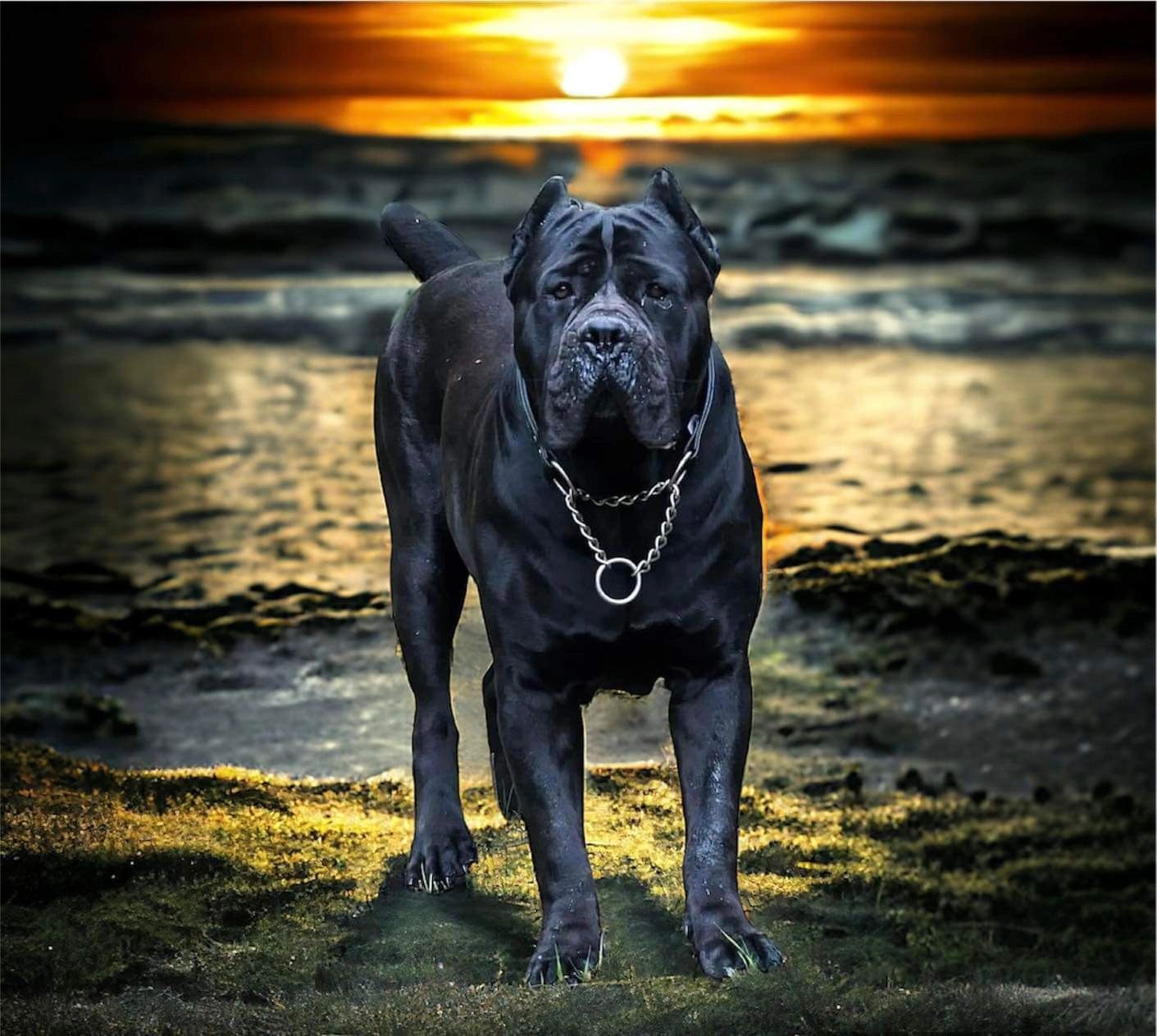 English & Italian Mastiffs - Maritime Mastiffs