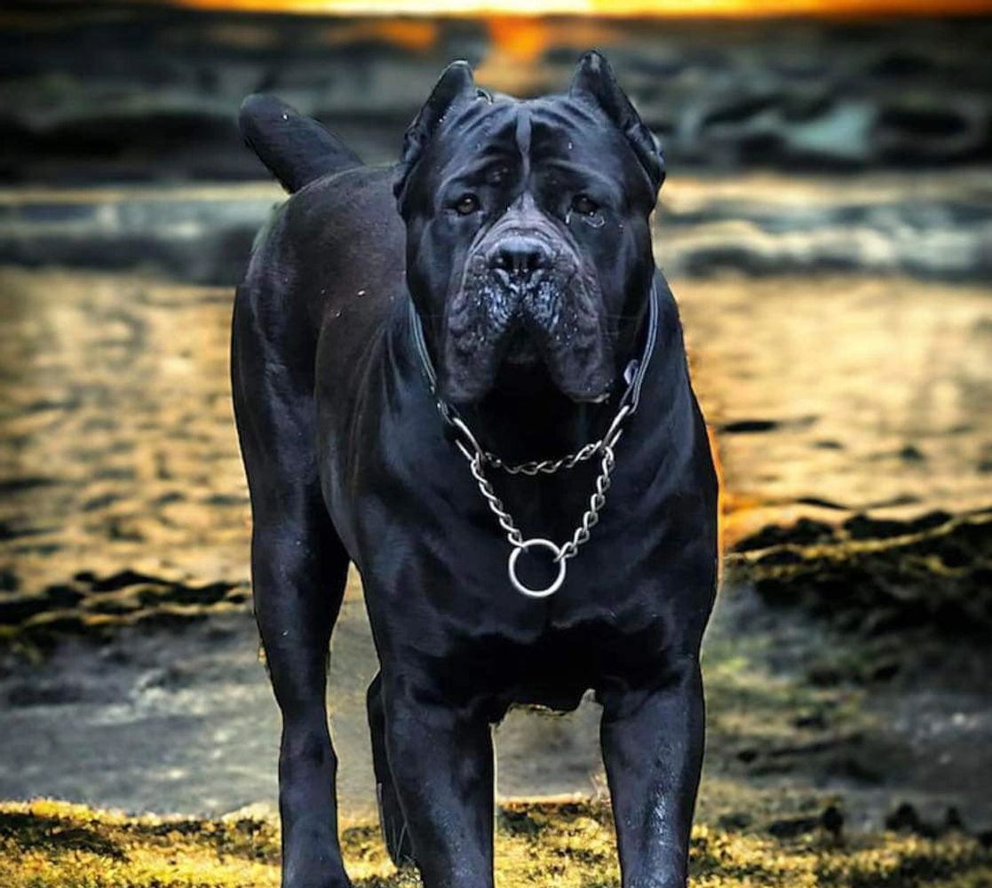 English & Italian Mastiffs - Maritime Mastiffs