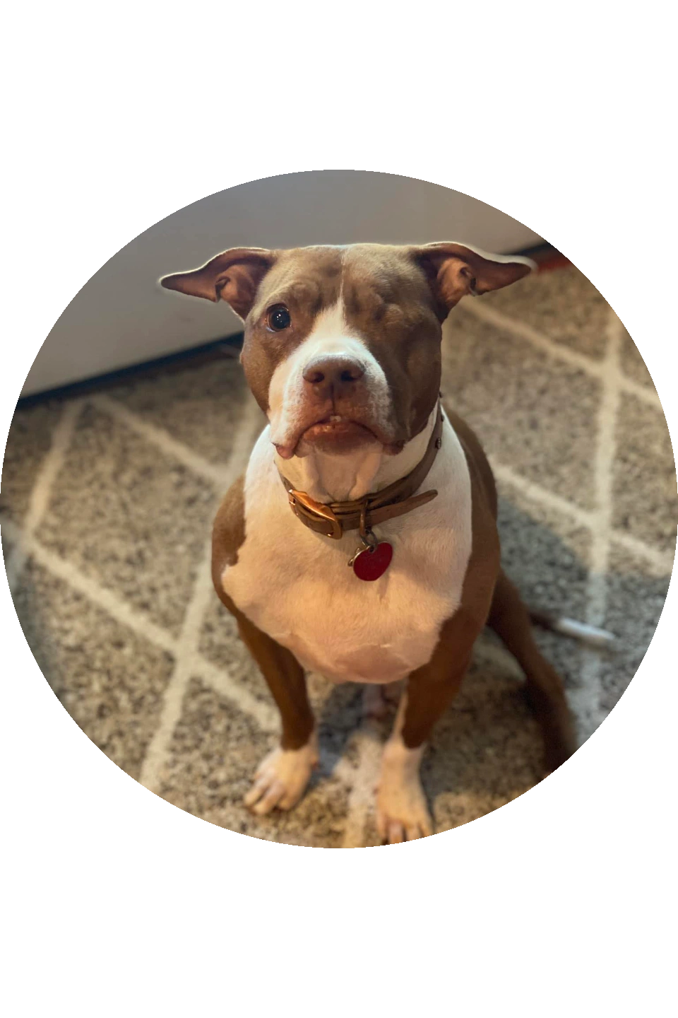 The Good Karma Project Inc