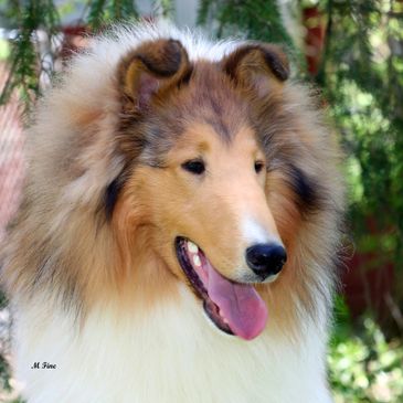 Brags | Overland Collies
