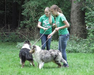 Photos | Overland Collies