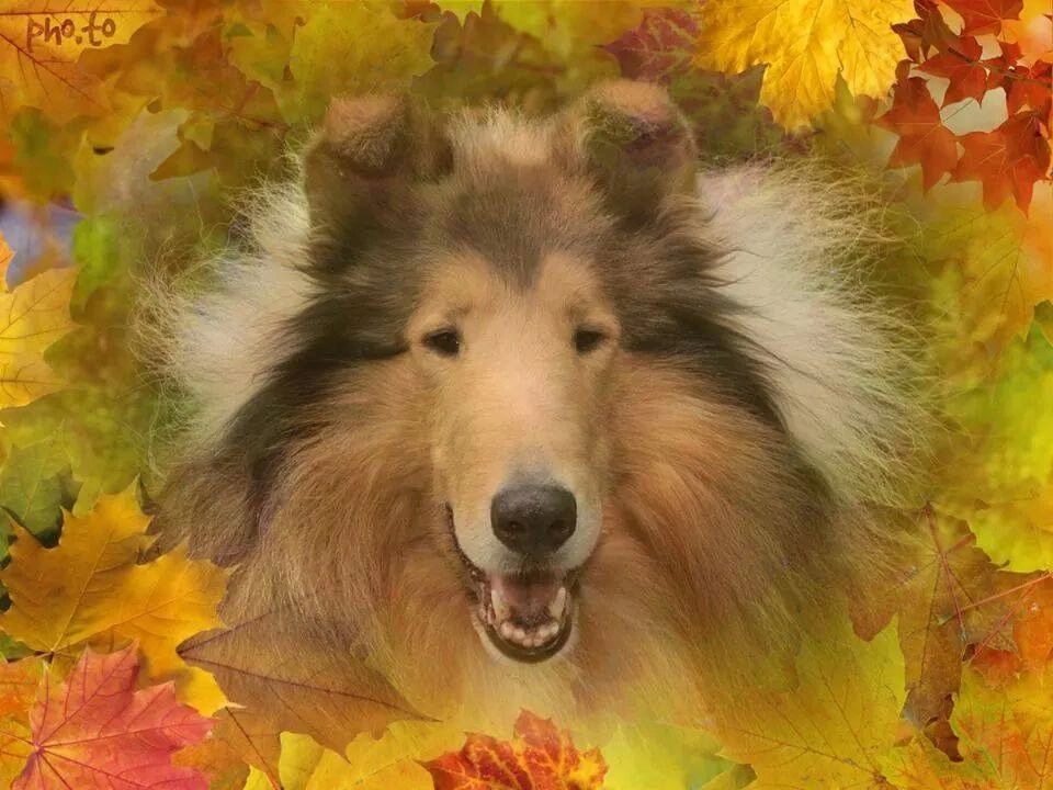 Brags | Overland Collies