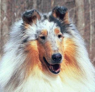 Brags | Overland Collies