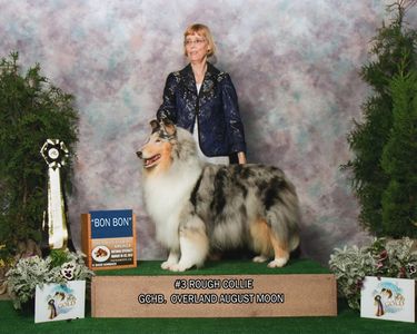 Overland Collies - AKC Dog Breeders