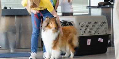 Brags | Overland Collies