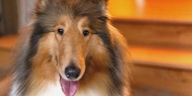 Brags | Overland Collies