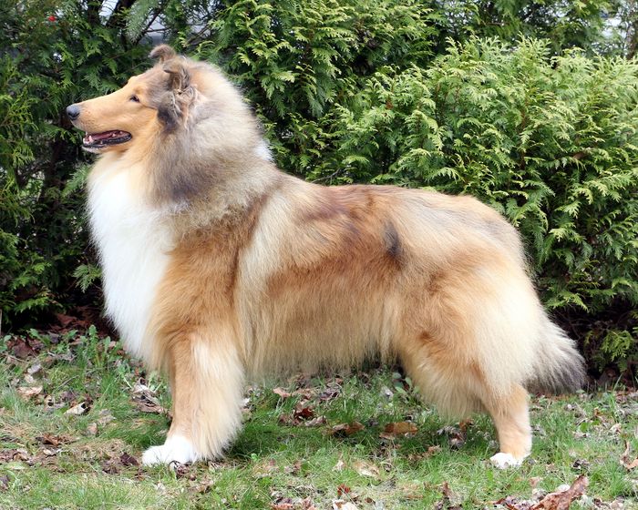 Overland Collies - AKC Dog Breeders