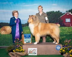 Brags | Overland Collies