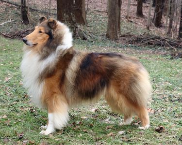 Overland Collies - AKC Dog Breeders