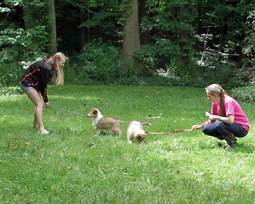 Photos | Overland Collies