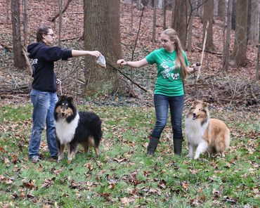 Photos | Overland Collies