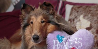 Brags | Overland Collies