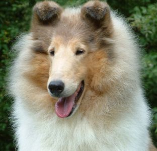 Brags | Overland Collies