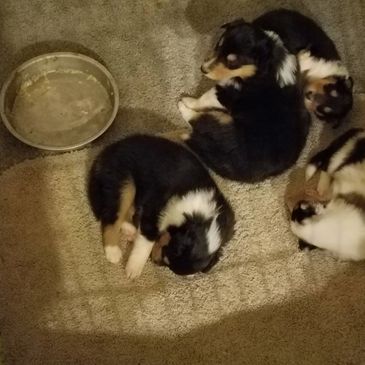 Brags | Overland Collies