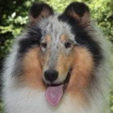 Brags | Overland Collies
