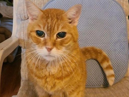 Welcome [fcocinc.org]